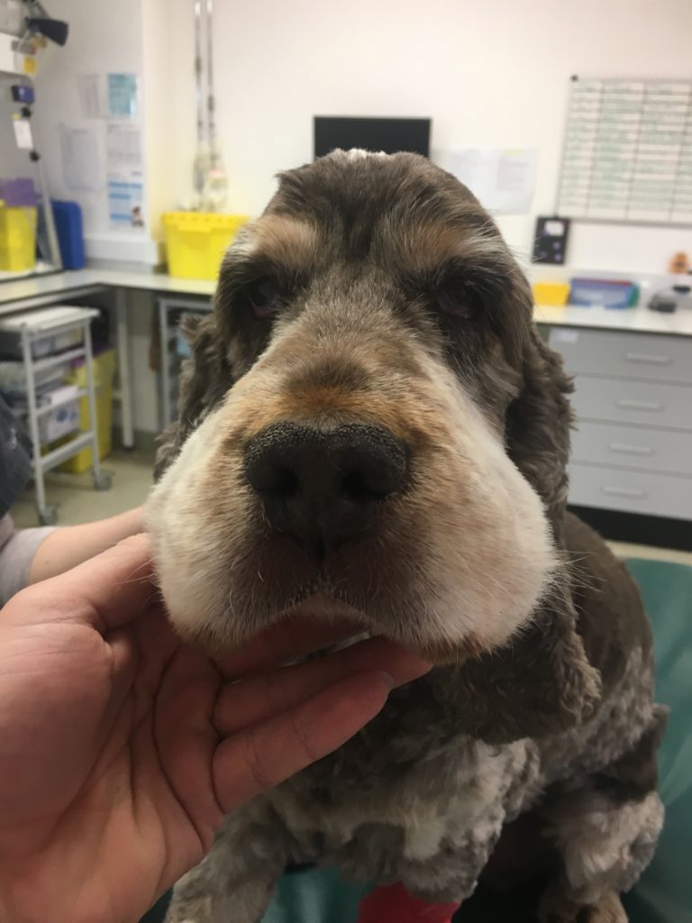 Adder bites – a springtime danger - Dick White Referrals