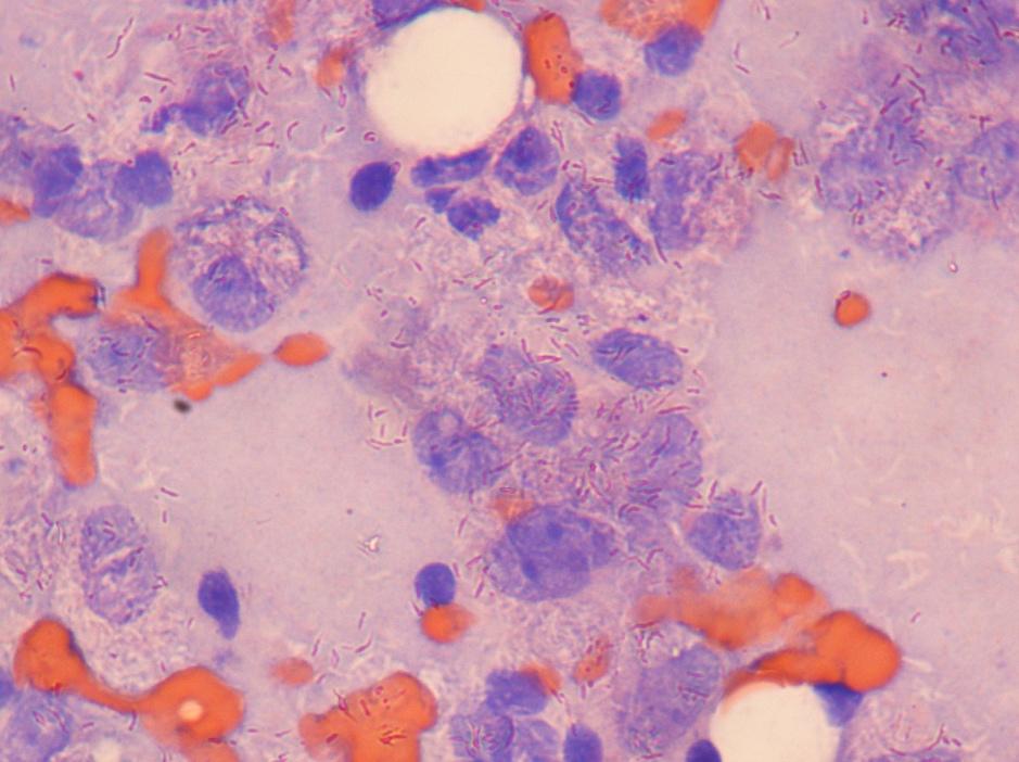 Mycobacterial Infections in Cats - Dick White Referrals