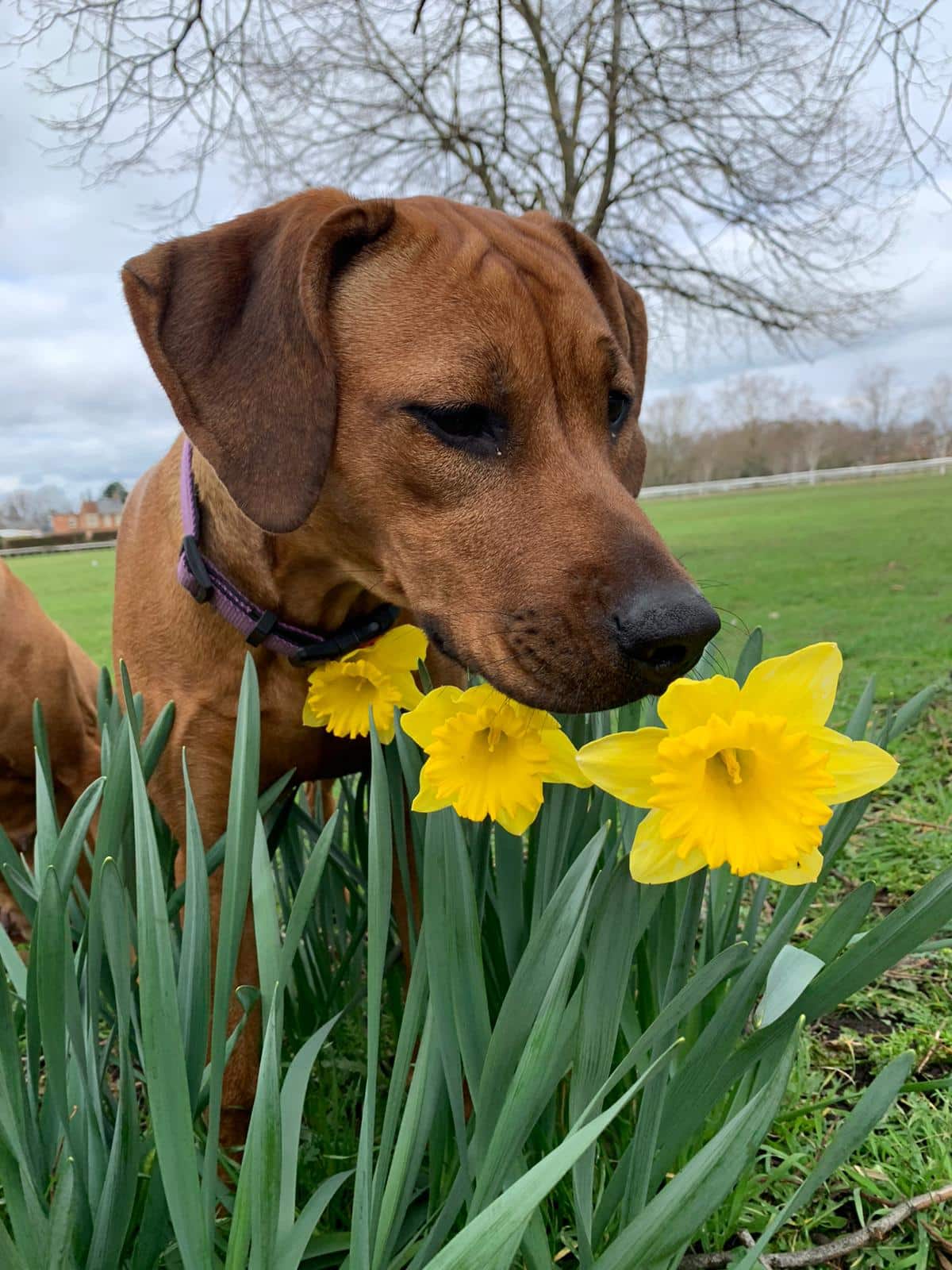 Common Spring Poisons